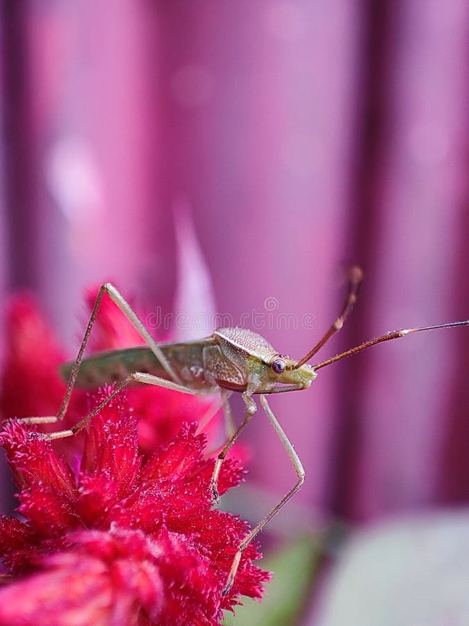 Rice Ear Bug Insect on the Red Flower Stock Image - Image of hemiptera ...