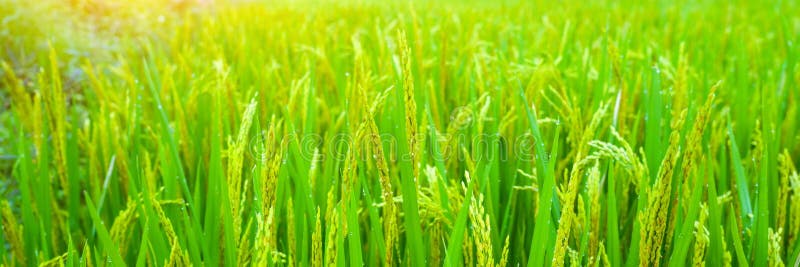 Rice Ear of Rice Growing in Asian Paddy Field Stock Image - Image of ...
