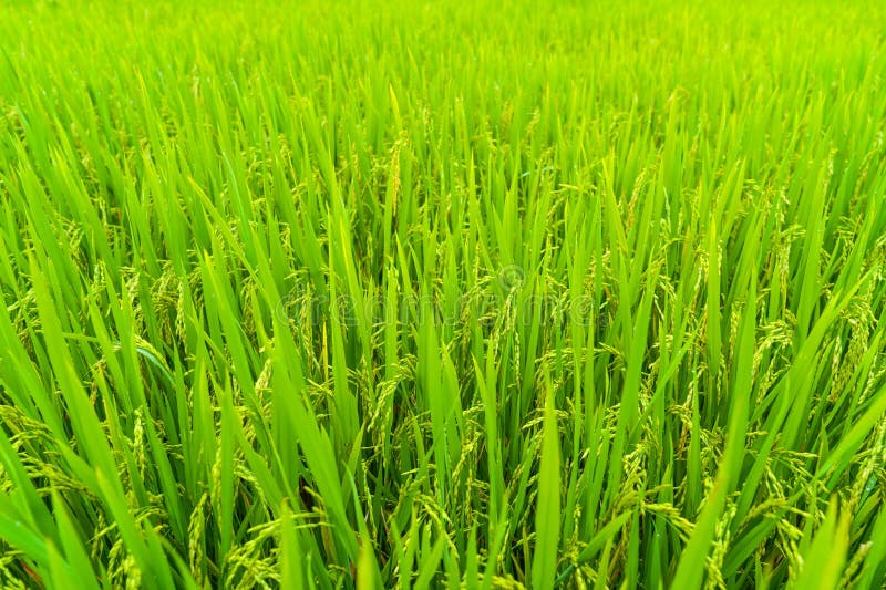 Rice Ear of Rice Growing in Asian Paddy Field Stock Photo - Image of ...