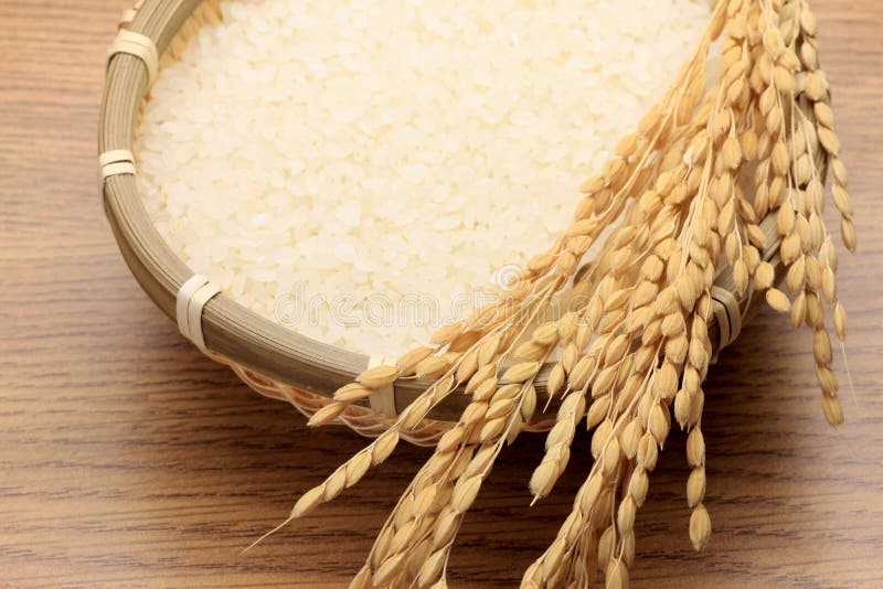 Rice and ear of rice stock photo. Image of grains, autumn - 22766520