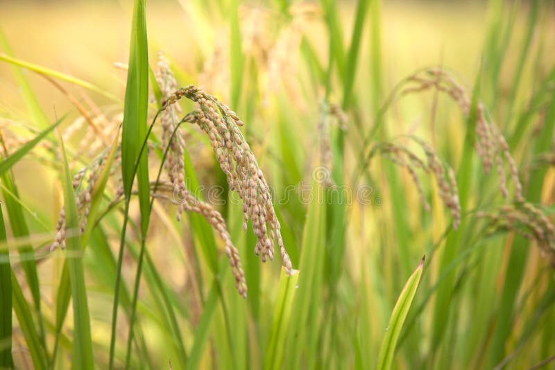 Rice Ears with Bent Branches in the Rice Field Stock Photo - Image of ...