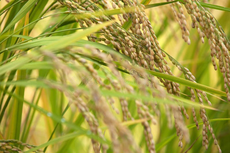 Rice Ears with Bent Branches in the Rice Field Stock Photo - Image of ...