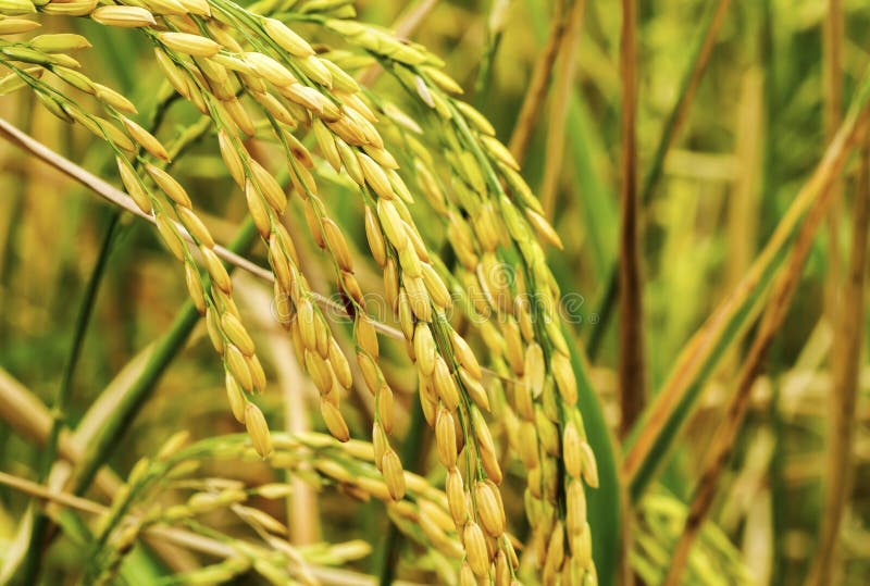 Rice ears stock photo. Image of harvest, grass, farmland - 47620800