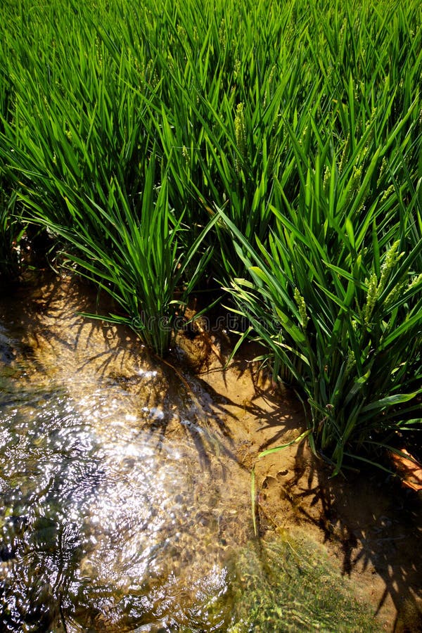 Rice harvesting stock photo. Image of agriculture, meadow - 21315862
