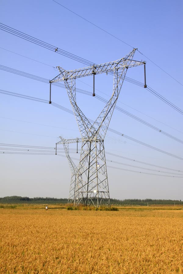 Rice and electric tower stock photo. Image of electric - 371074734