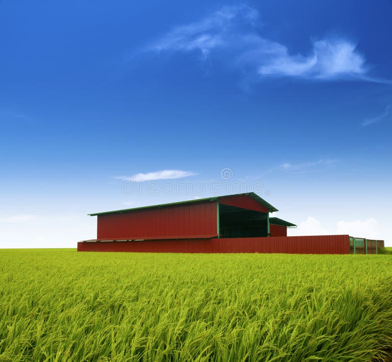 Rice factory. stock photo. Image of factory, beauty, agriculture - 9454518