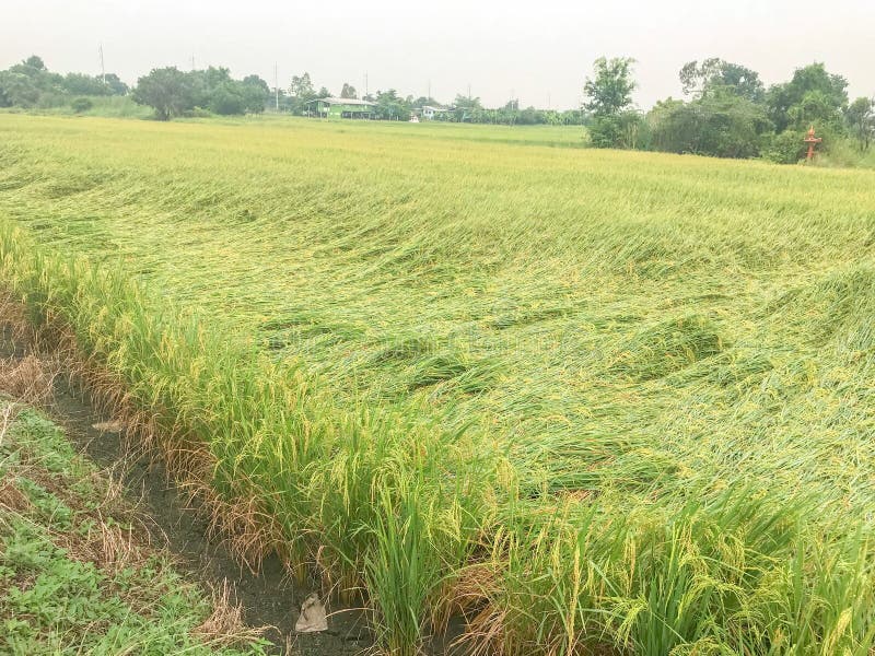 Rice fall down in field stock image. Image of countryside - 123904669