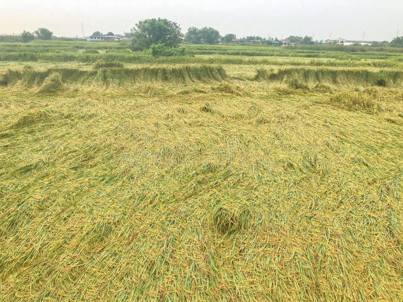 Rice fall down in field stock image. Image of growth - 123904541