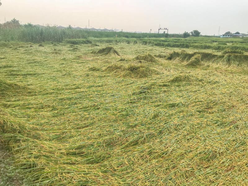 Rice fall down in field stock image. Image of green - 123904605
