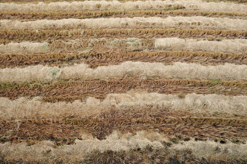 Rice Plant Falling Down Stock Photos - Free & Royalty-Free Stock Photos ...