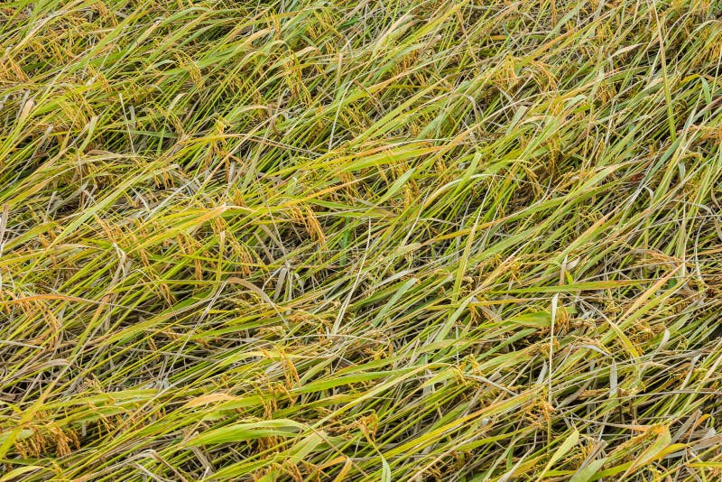 Rice falling stock photo. Image of bright, harvest, fall - 81099246