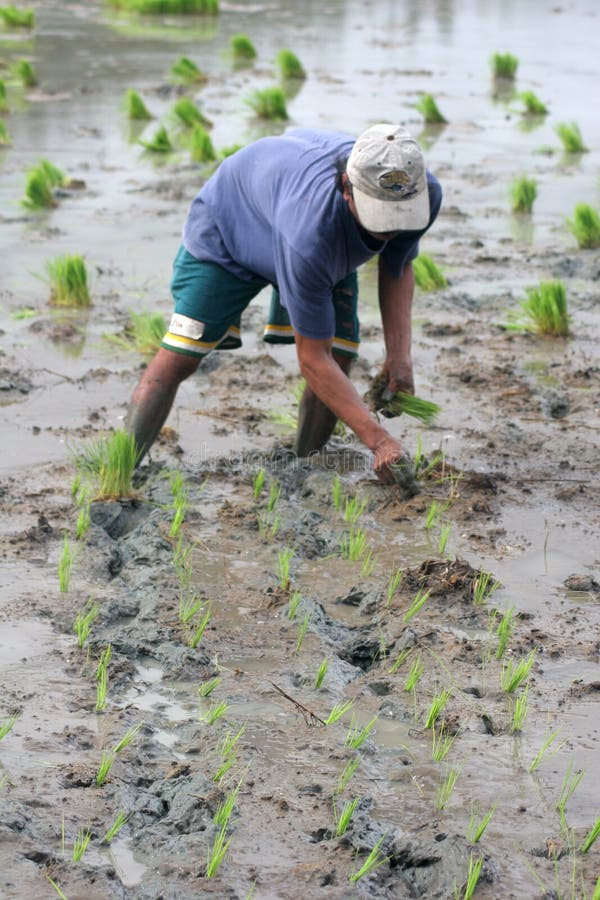Rice farm stock image. Image of hard, rice, plant, paddy - 1200695