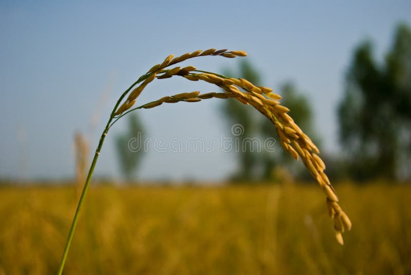 Rice in the farm stock photo. Image of grain, botany - 17577030