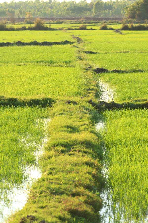 Rice farm stock photo. Image of field, thailand, work - 18304898