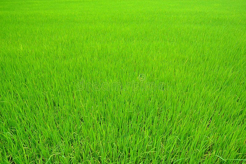 Rice farm stock image. Image of thailand, fruit, rice - 19605819