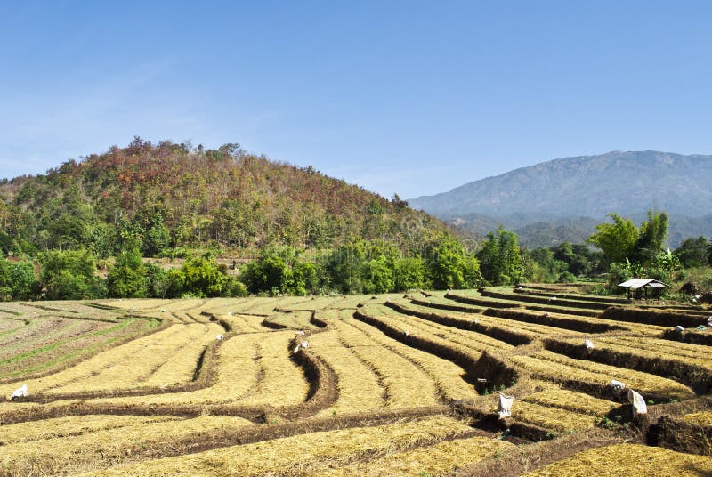 Rice Farm stock image. Image of grain, growth, cereal - 20099829