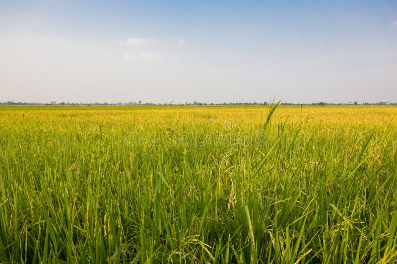 Rice farm stock image. Image of field, farmland, farmer - 21887975