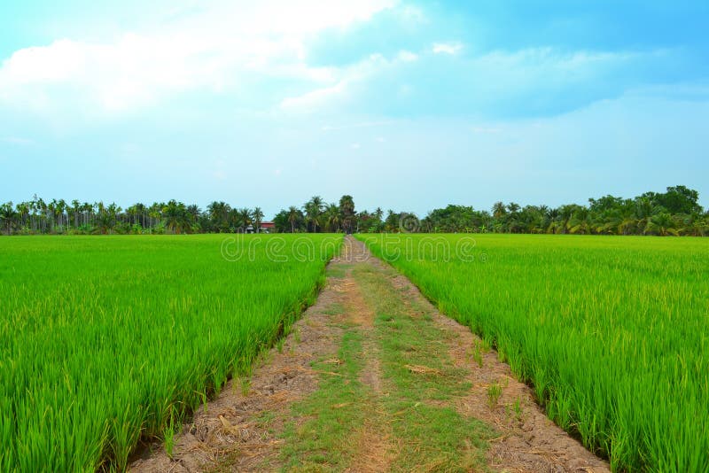 Rice farm stock photo. Image of grass, natural, cloudy - 23119370
