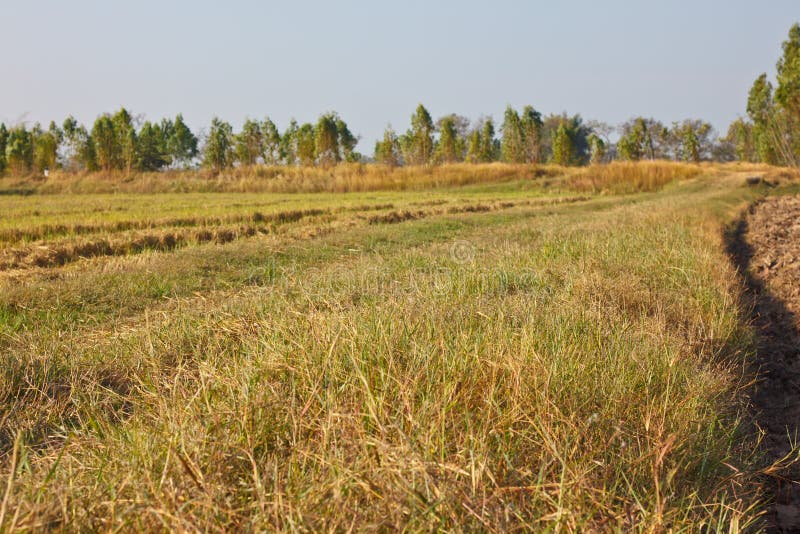 Rice farm stock image. Image of environment, cultivation - 23818907