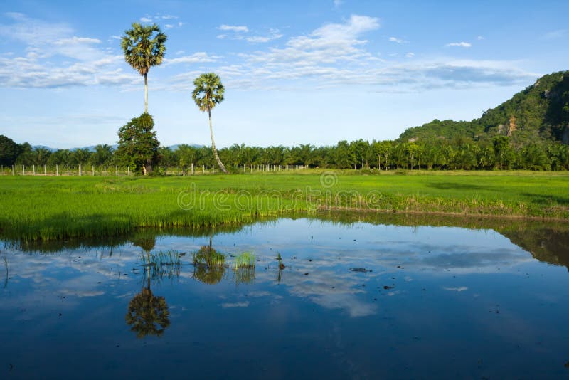 The Rice Farm Picture. Image: 24988920