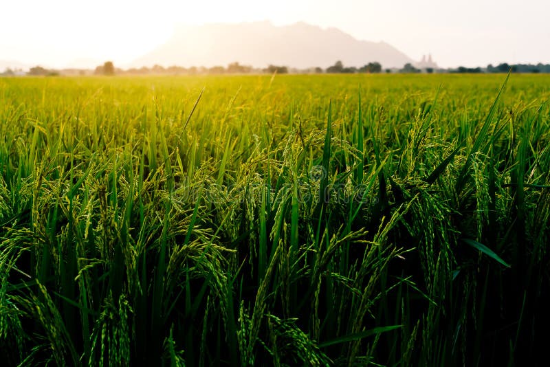 Rice farm , stock image. Image of asian, natural, field - 26653109