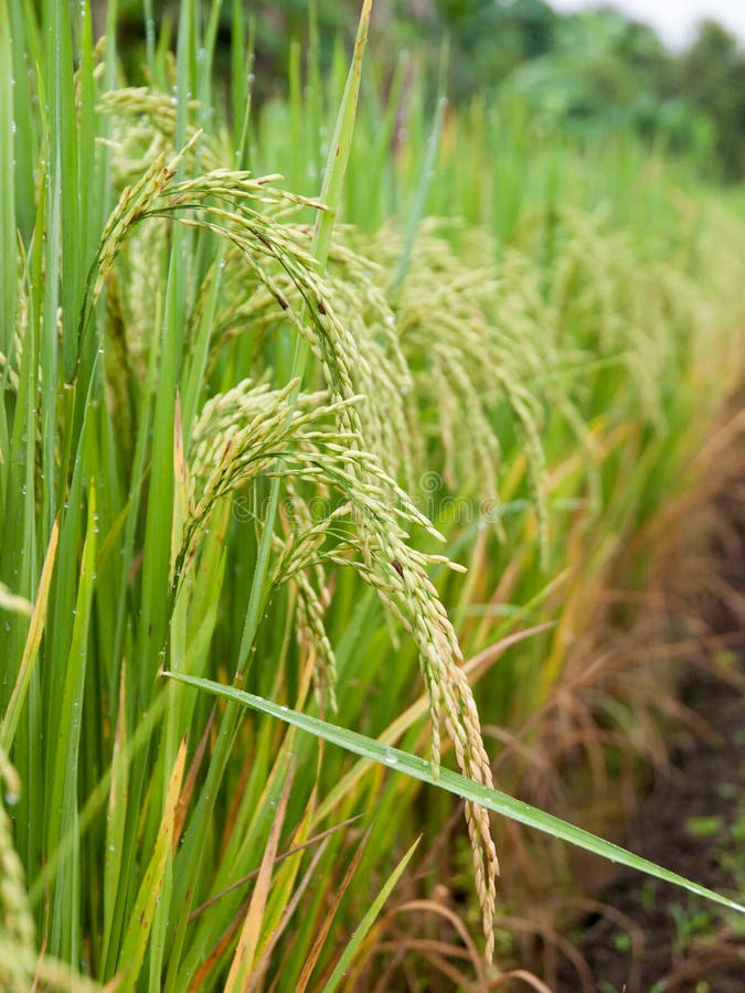 Rice farm stock photo. Image of native, farm, plant, field - 27221066