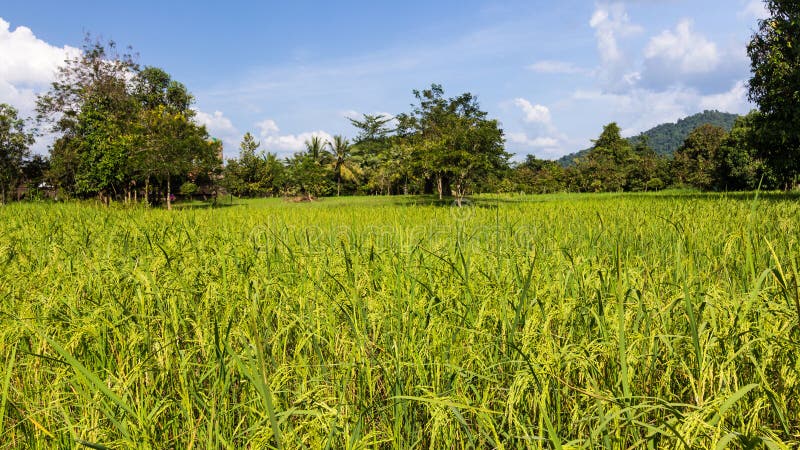 Rice farm in valley stock image. Image of plant, tropical - 60889299