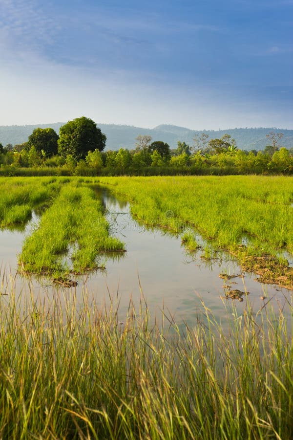 Rice farm stock image. Image of grain, beautiful, agriculture - 27686473