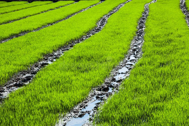 Rice farm stock image. Image of natural, field, green - 28524049