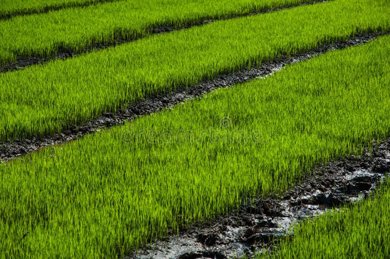 Rice farm stock image. Image of growth, field, grass - 28524067