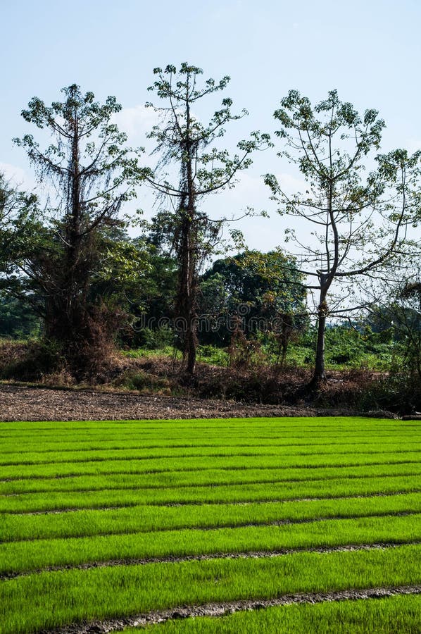 Rice farm stock image. Image of natural, grow, fresh - 28524095