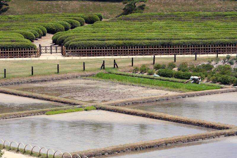 Rice farm stock image. Image of japanese, farm, asian, male - 757609