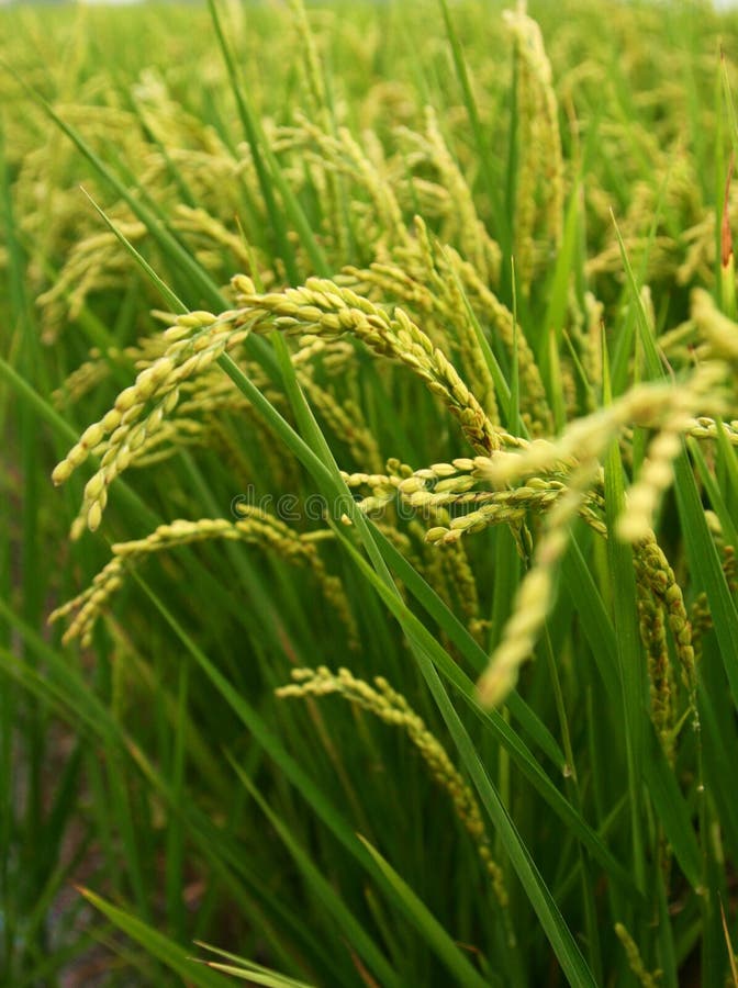 Rice farm stock photo. Image of rice, plant, harvest, farm - 9498692