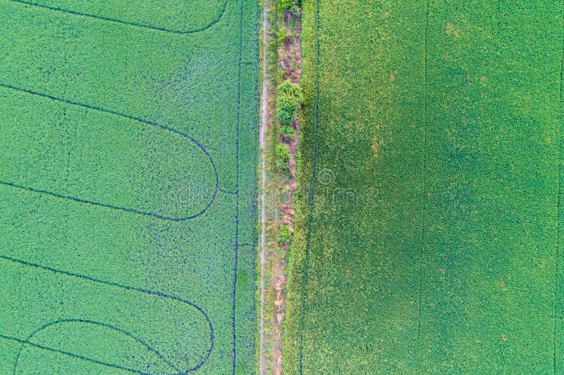 Rice farm Aerial view stock photo. Image of plantation - 90664518