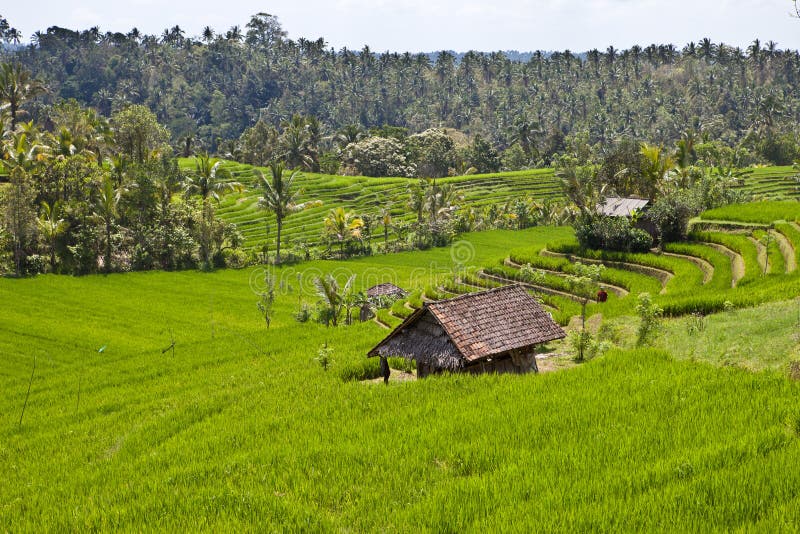 Rice farm in Bali stock image. Image of scenery, palm - 27406067