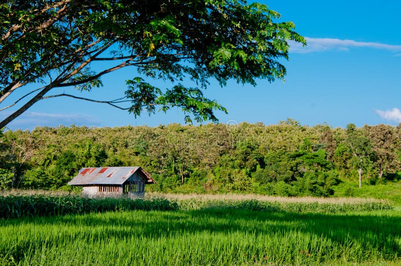Rice farm with blue sky stock image. Image of asia, country - 35159329