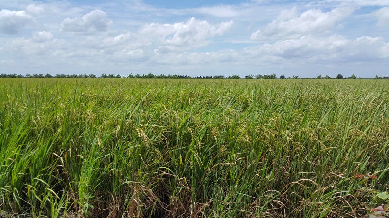 Rice farm stock photo. Image of steppe, agriculture, savanna - 76595632
