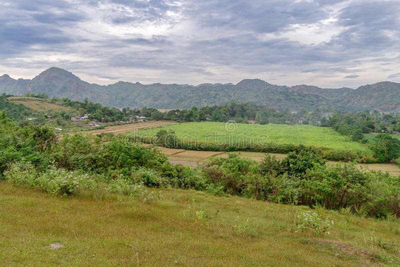 Rice Farm at Capas , Philippines Stock Image - Image of natural, green ...