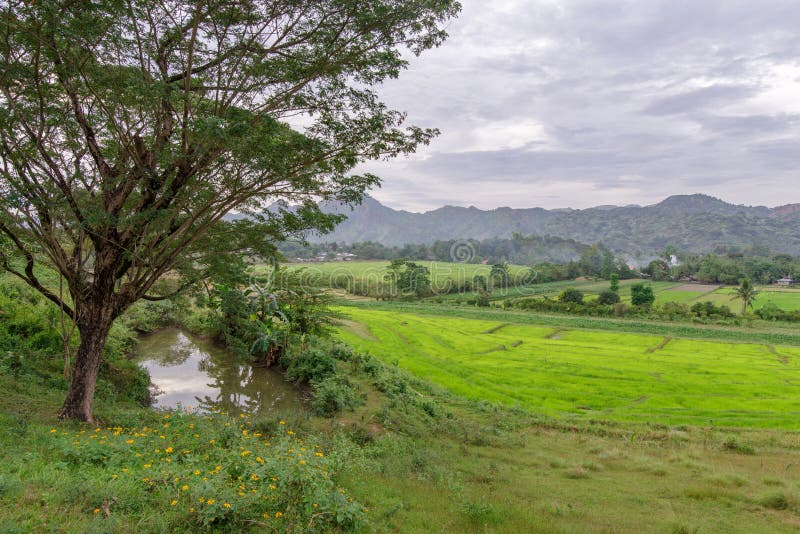 Rice Farm at Capas , Philippines Stock Image - Image of natural, green ...