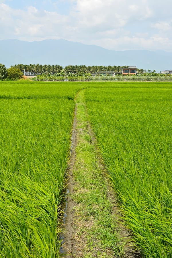 Rice farm in country stock photo. Image of forest, path - 37588030