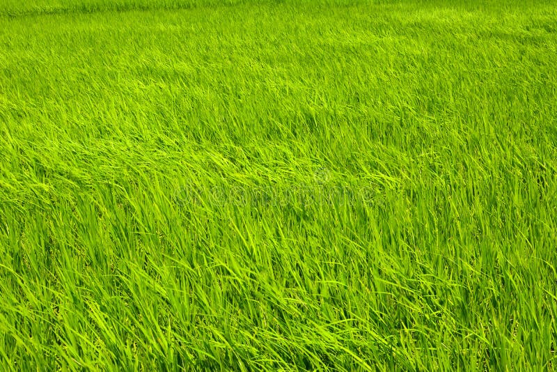 Rice farm in country stock image. Image of asian, harvest - 37588097