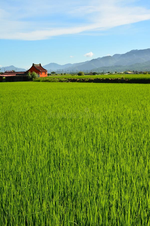 Rice farm in country stock photo. Image of hualien, green - 34317536
