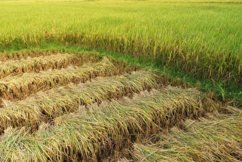 Rice farm stock photo. Image of farm, tropical, grow - 60890096
