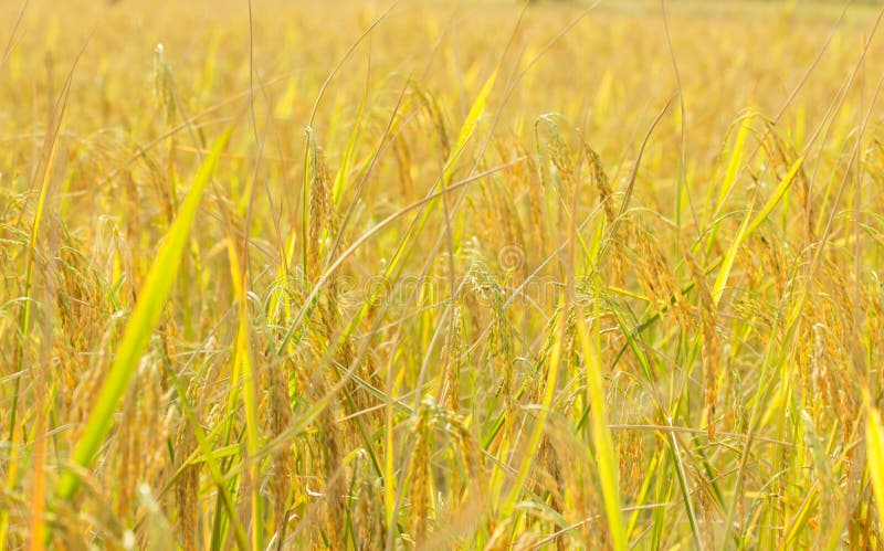 The Rice in Farm, the Dry Rice Pattern Stock Photo - Image of flora ...