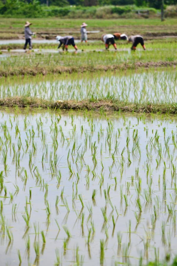 Rice in Farm and Farmer Working Planting Stock Image - Image of climate ...