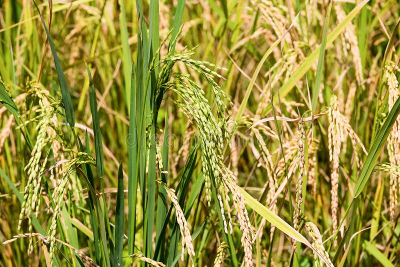Rice farm stock photo. Image of organic, flora, fresh - 41322908