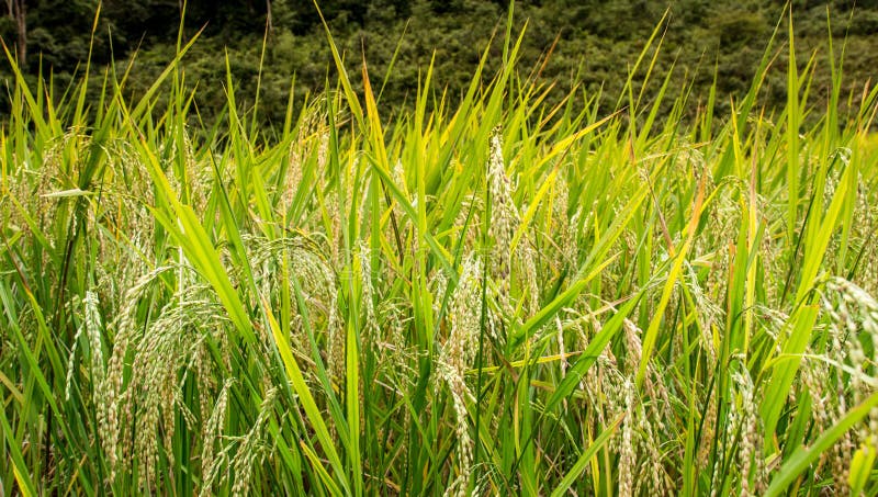 Rice farm stock image. Image of thailand, green, field - 46231305