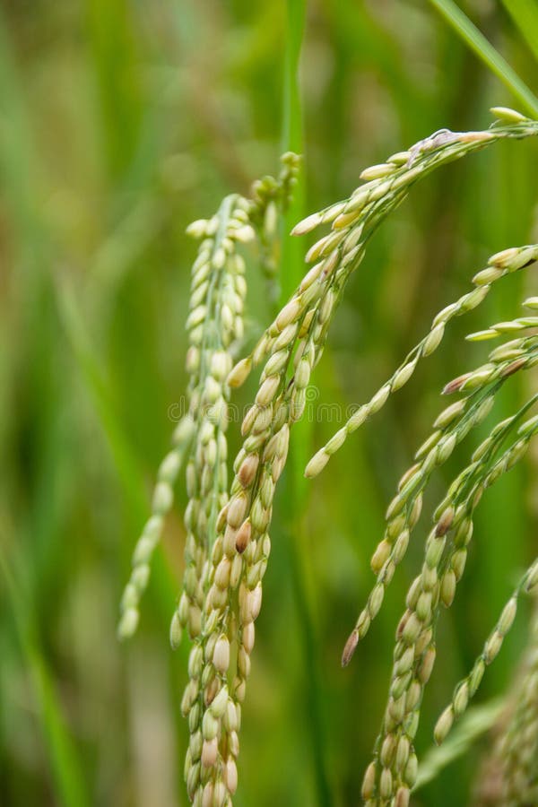 Rice farm stock photo. Image of golden, rice, green, agriculture - 46231294