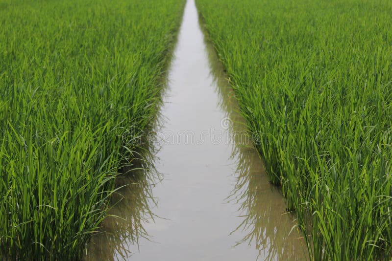 The rice farm stock image. Image of fertile, farm, aplenty - 50560707