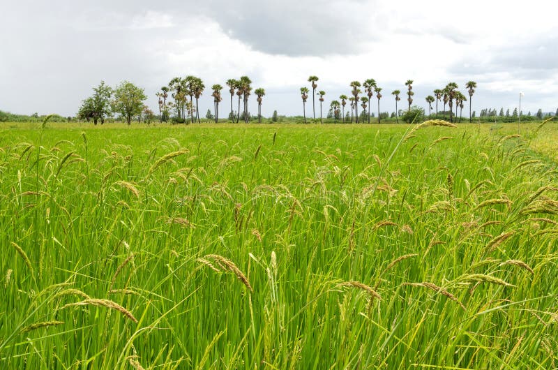 Rice farm stock image. Image of growth, green, tropical - 31376619